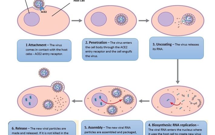 Life Cycle of Coronavirus (COVID-19) - SARS-CoV-2 Virus | Amit Ray