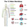 The 12 Meridians, Ayurvedic Herbs and the 72000 Nadis - Sri Amit Ray